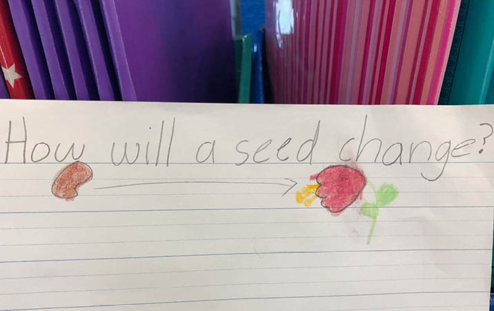 Seed magic at Woodstock - Wenona School